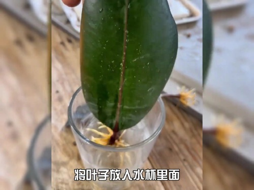 盘点那些有趣的植物传播方式