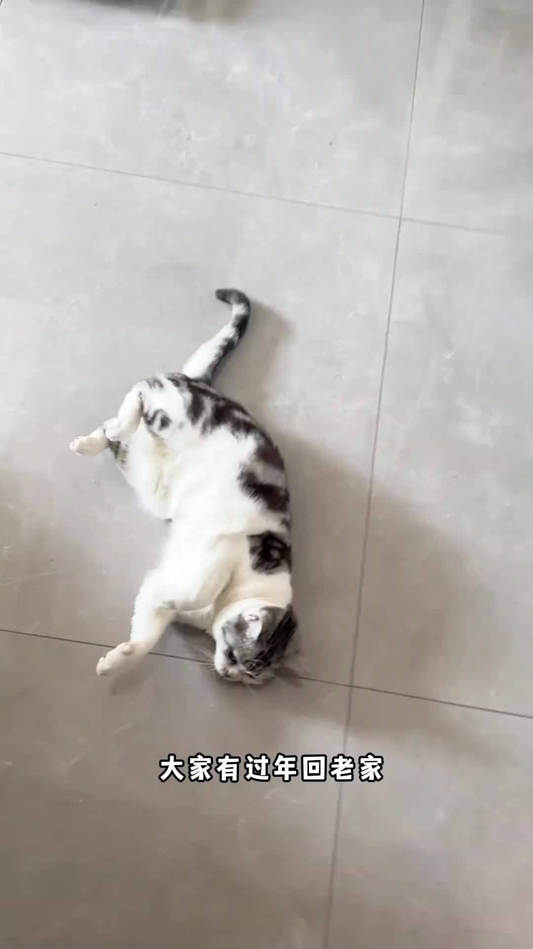 你们有过猫咪上门喂养的经历吗!