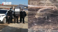 晋城一男子捕杀野生动物,猎捕野猪12头獾76只,非法获利过万元