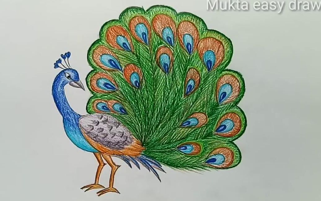 【水彩画】教你如何画孔雀