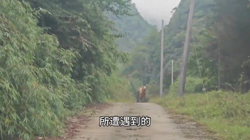 惊现巨型白色不明生物拦路!体型庞大令人毛骨悚然