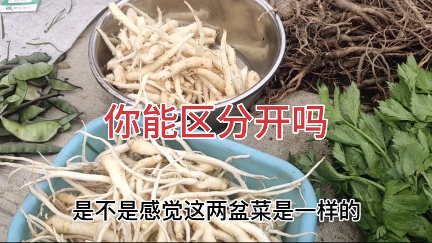 山胡萝卜和桔梗扒皮后你能分开么?牛蒡炒着吃,还有红姑娘果,