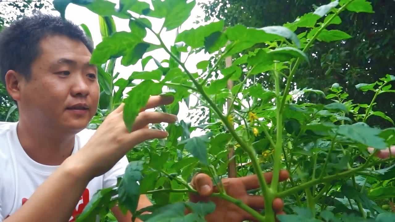 种植西红柿掌握这几步,后期长出的西红柿.