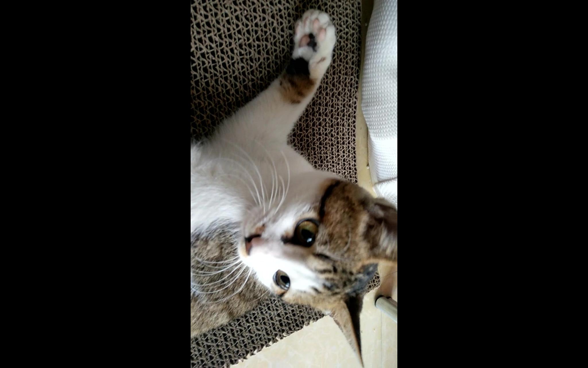 〔家有狸花猫〕铲屎官教猫咪使用猫抓板不成反被咬