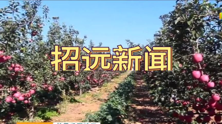 江东农业社会化服务新模式,科学果树管理,助推丰产致富。