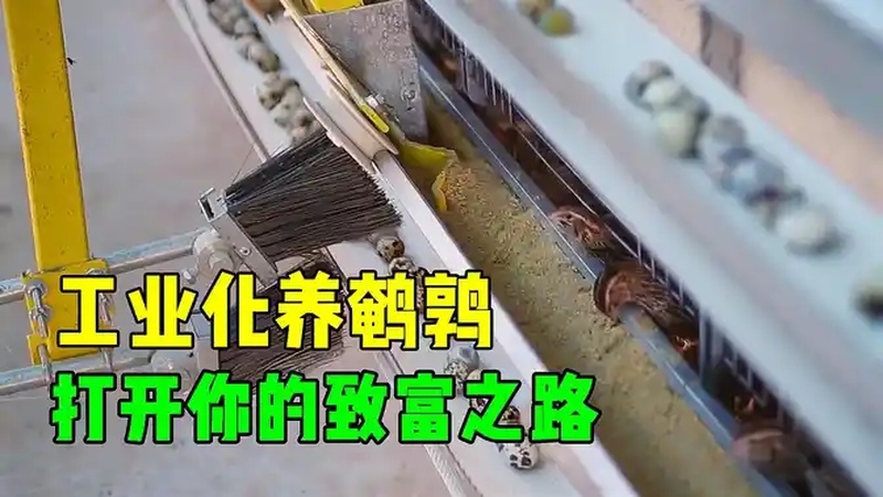 现代化养殖场,100万只鹌鹑轻松养