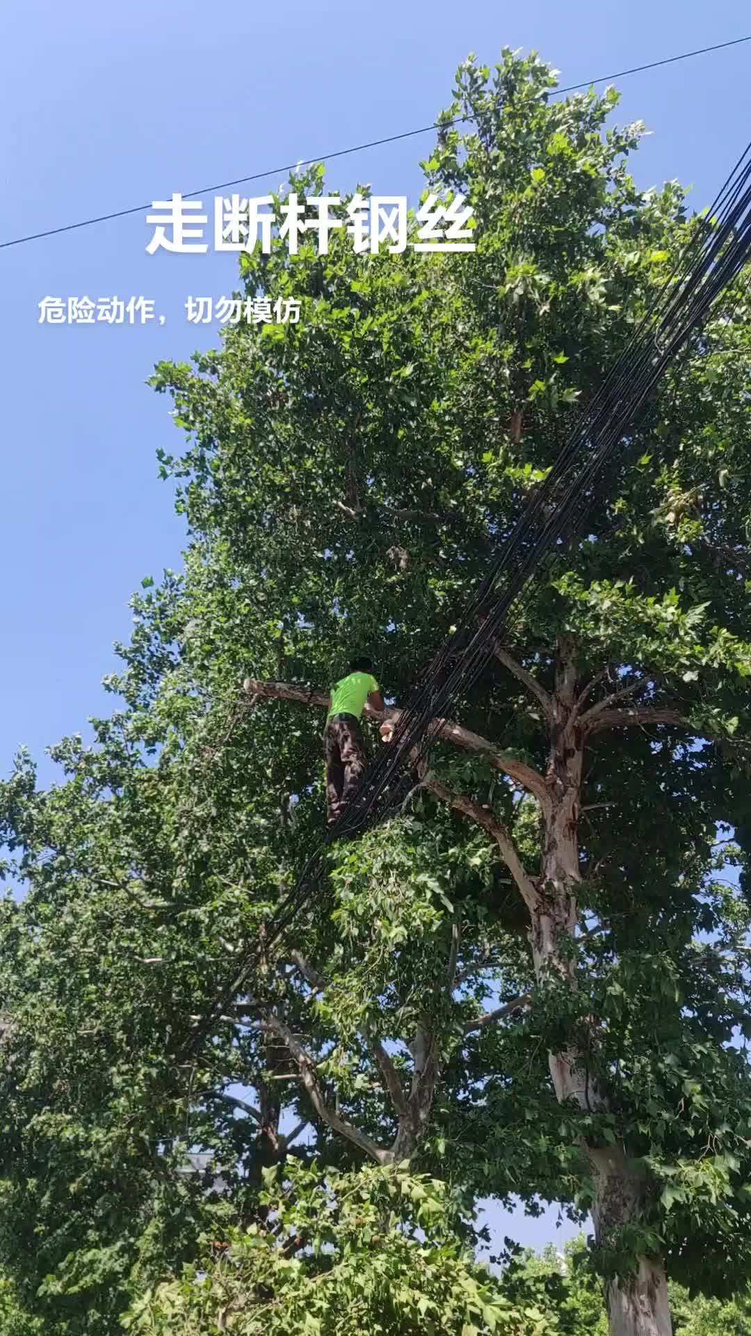 走断了的电线杆上的钢丝穿树枝,颤颤巍巍的把碍事的枝锯掉,然后下树...