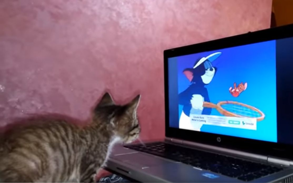 给猫看《猫和老鼠》会有什么反应?猫看了汤姆会觉得羞辱吗?@油兔不...