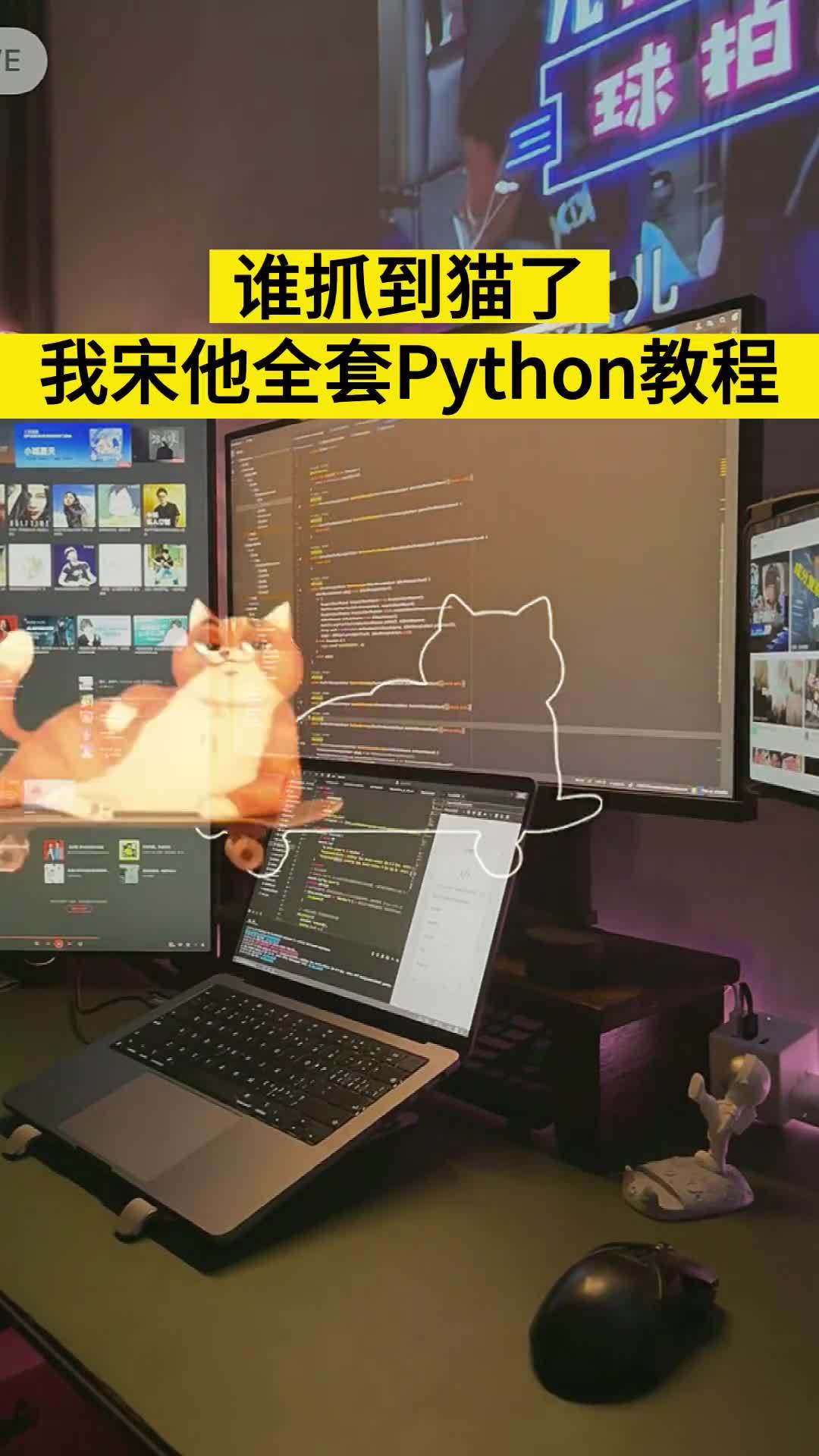 谁抓到猫,我宋他全套Python编程学习教程