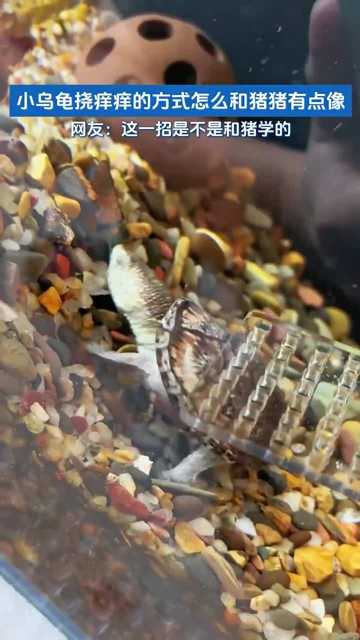 小乌龟挠痒痒的方式,怎么和猪猪有点像 #搞笑视频