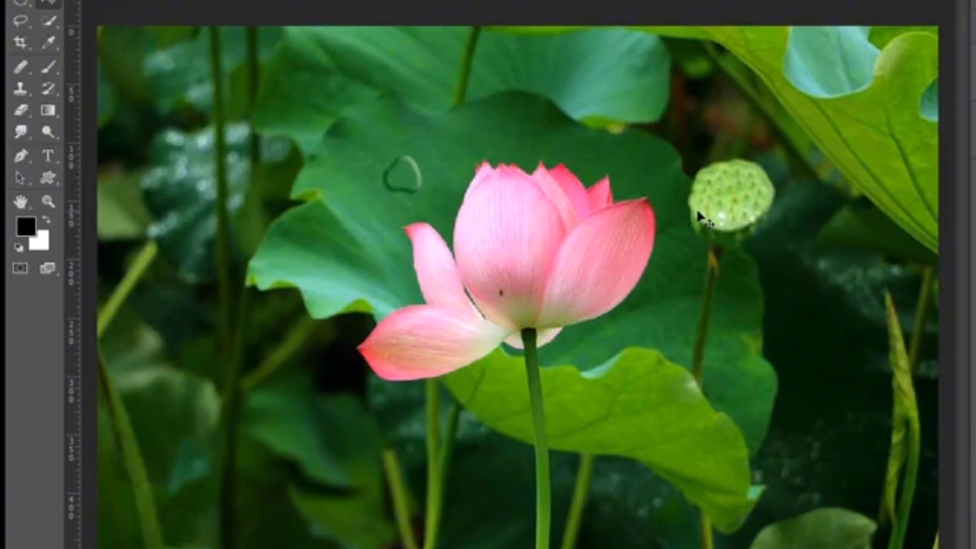 ps荷叶制作水珠方法,零基础也能学会