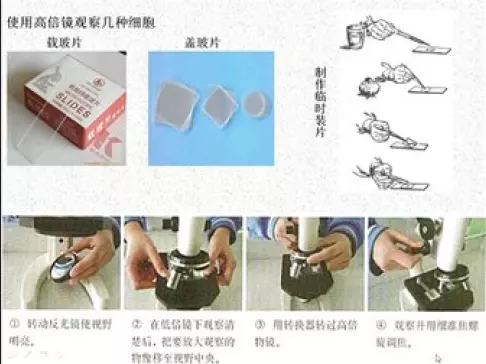 人教版高中生物必修一第一章第二节细胞的多样性和统一性
