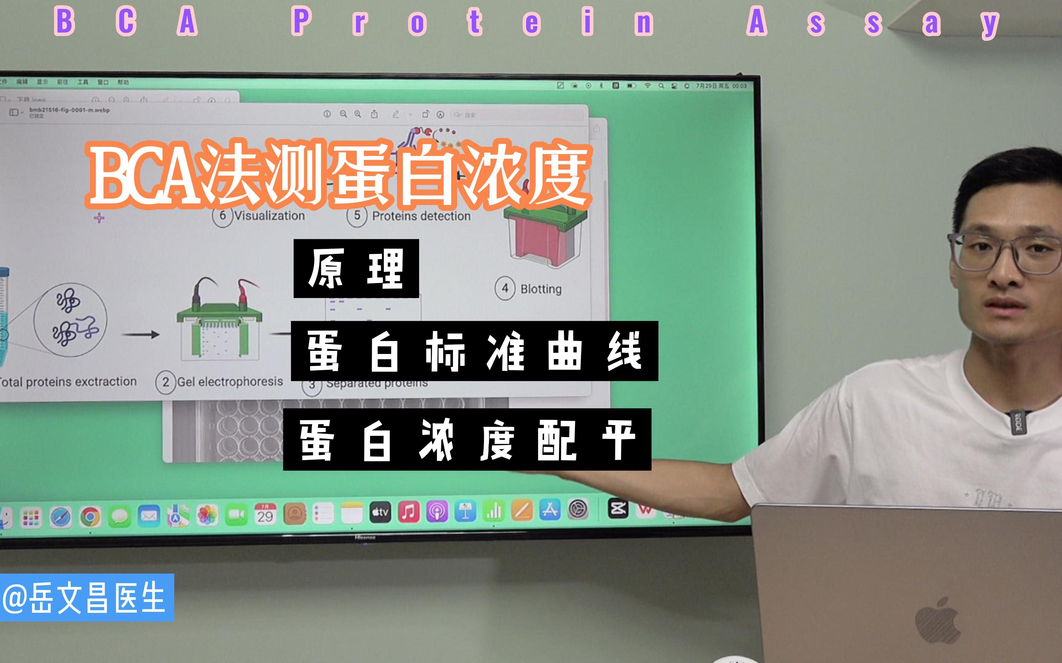 详细版|BCA法测蛋白浓度、绘制蛋白标准曲线、配平蛋白浓度