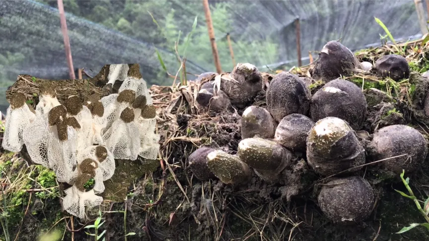 一分钟记录竹荪如破壳生长的全过程,感叹万物的神奇生长力