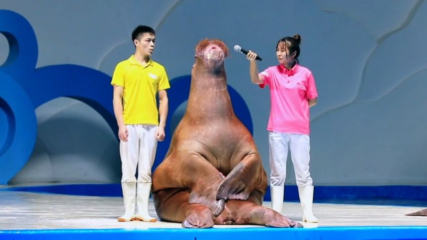 海象才艺表演
