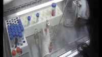 鱼类细胞传代、原代培养、保藏-- 策划拍摄 汤蓉,剪辑编辑 王敏