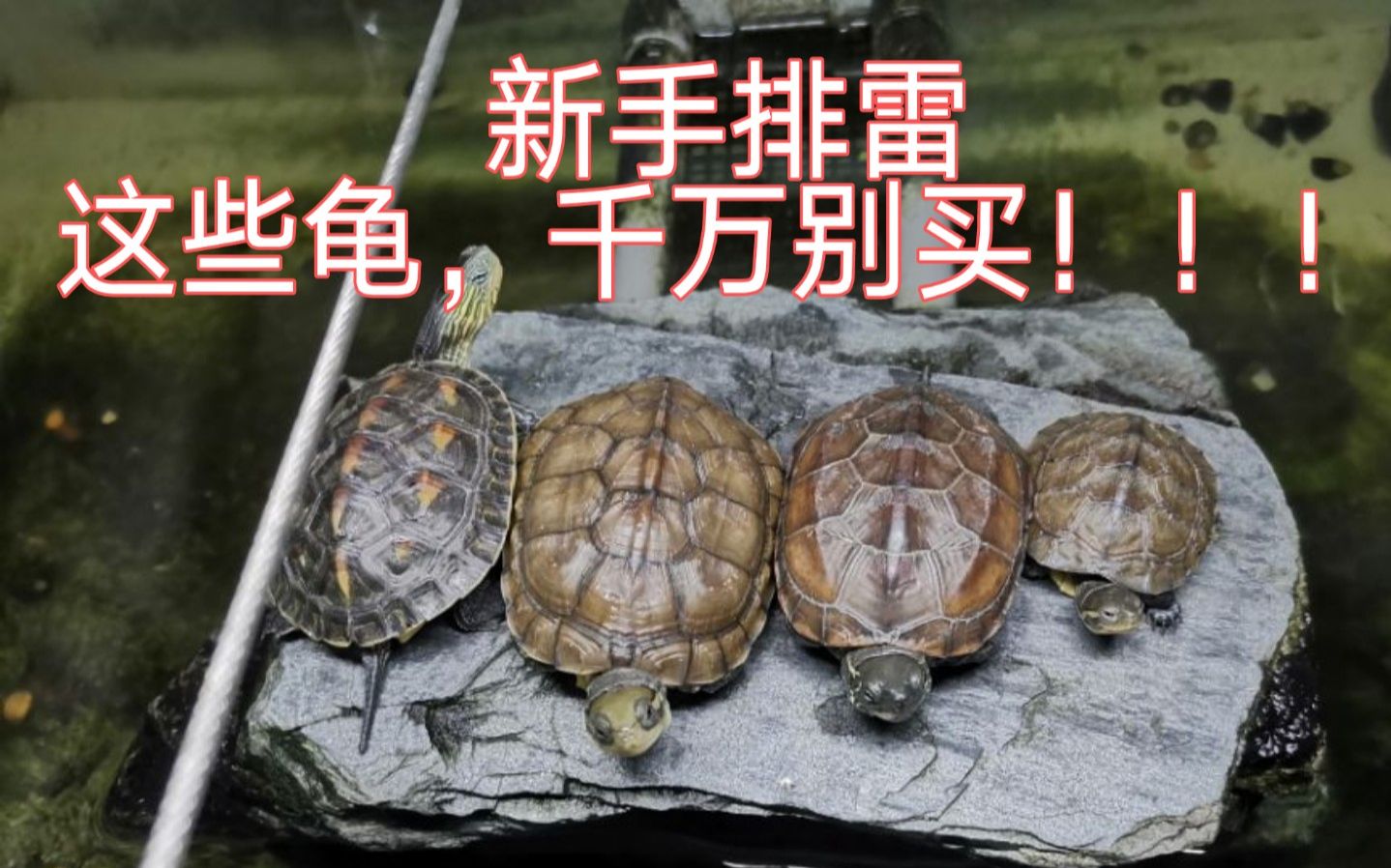 【养龟】新手排雷(上),这些龟千万别买!