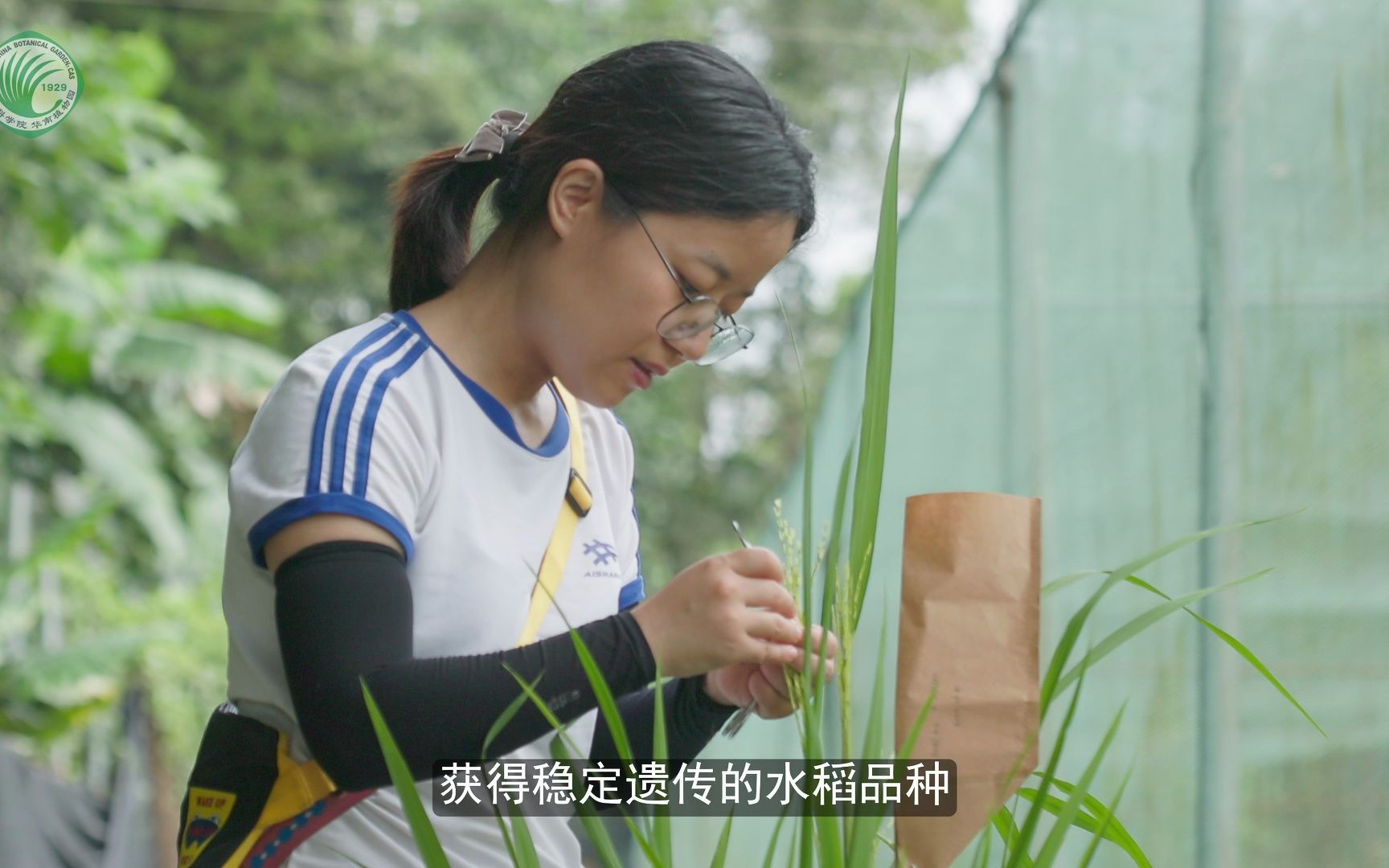 水稻的一生