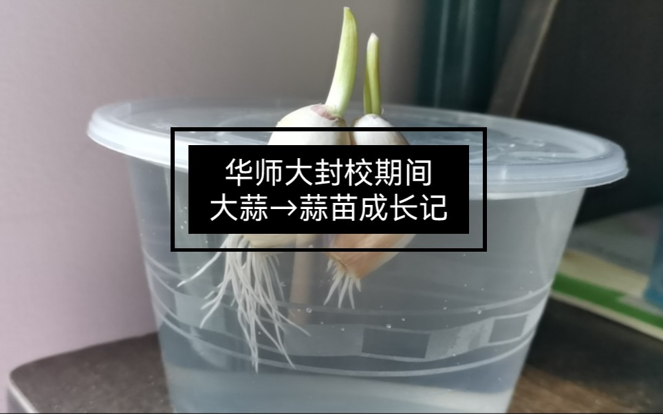 华师大隔离期间种蒜日常,大蒜→蒜苗成长记录。