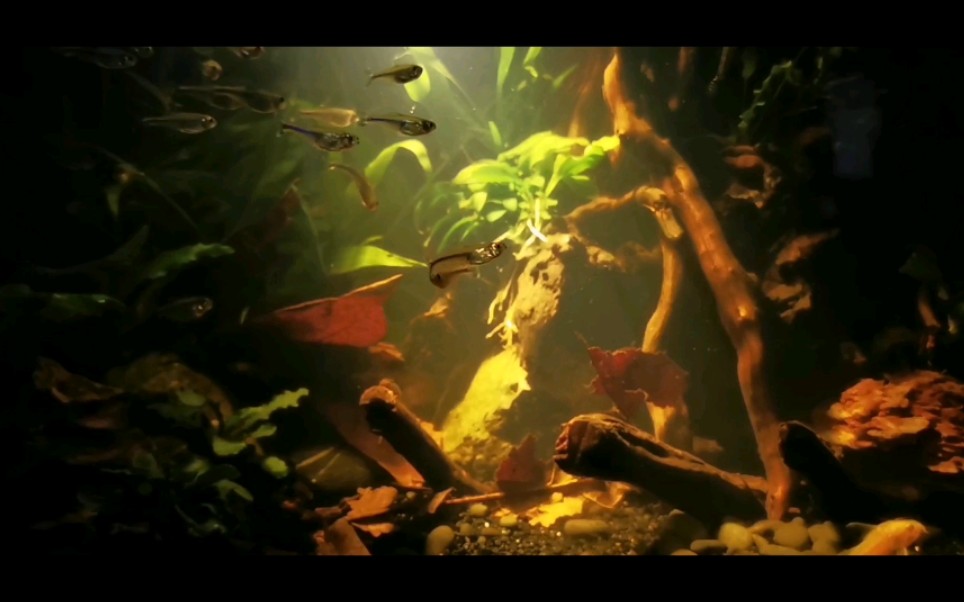 「鱼缸造景」新开南美缸,晚上太有意境了