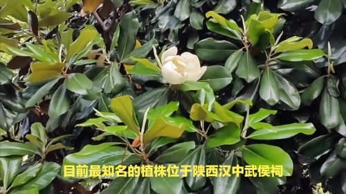 古旱莲:千年珍稀,不是莲花的"早春仙子"
