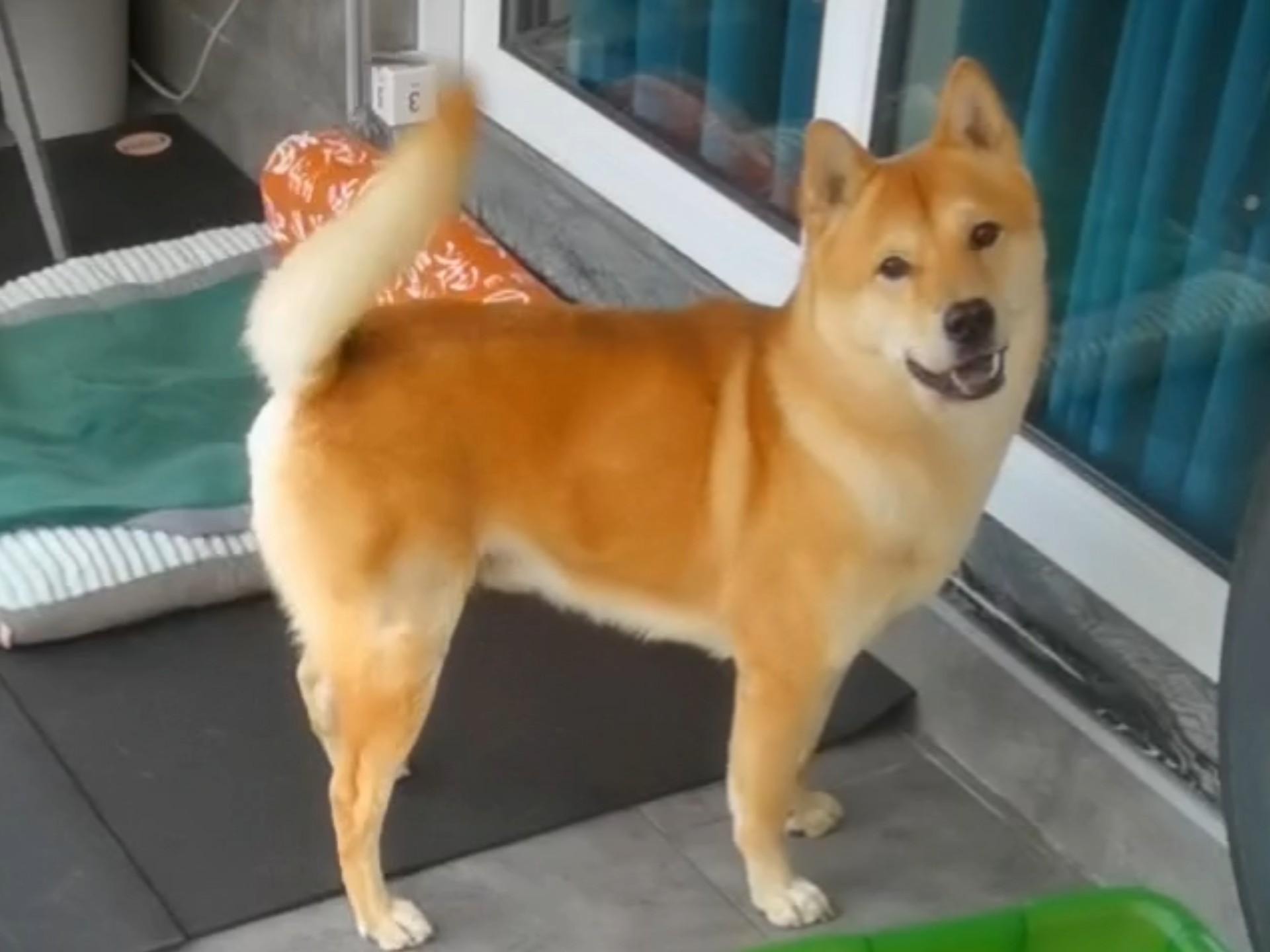 大黄要是会说话,会骂人么