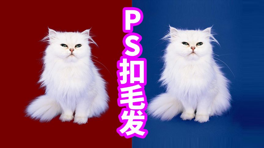 ps教学,大神教你如何快速扣毛发,头发丝都给你抠出来你信不?