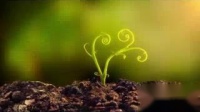 我在A647高清小树发芽生长成大树励志成长视频素材截了一段小视频