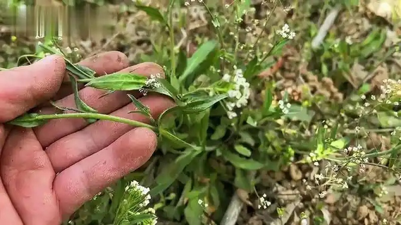 春天为什么要吃"荠菜煮鸡蛋",原来价值这么好