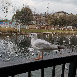 锐利眼 