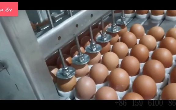 鸡蛋剥壳机是您鸡蛋加工项目的最佳选择