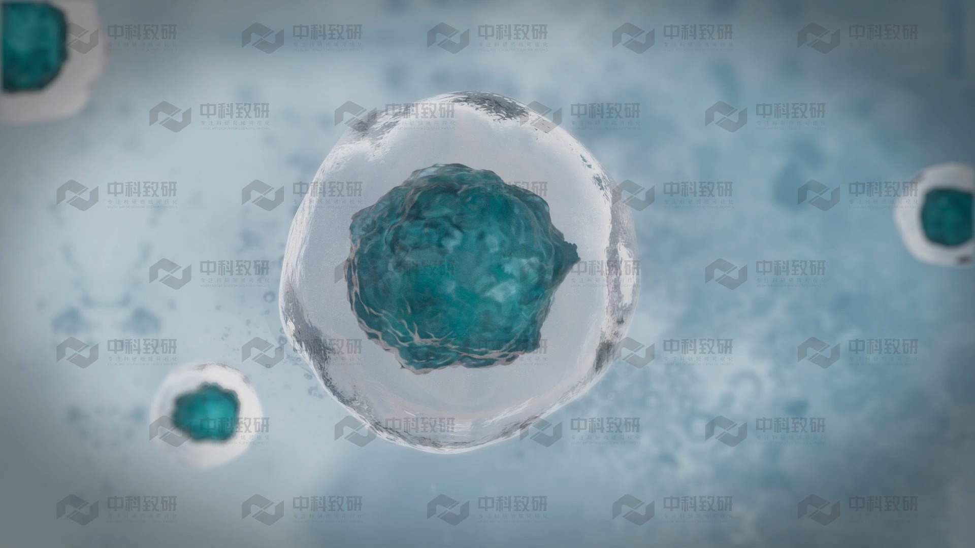 中科致研医学动画案例展示 | 细胞在体内进行有丝分裂三维动画