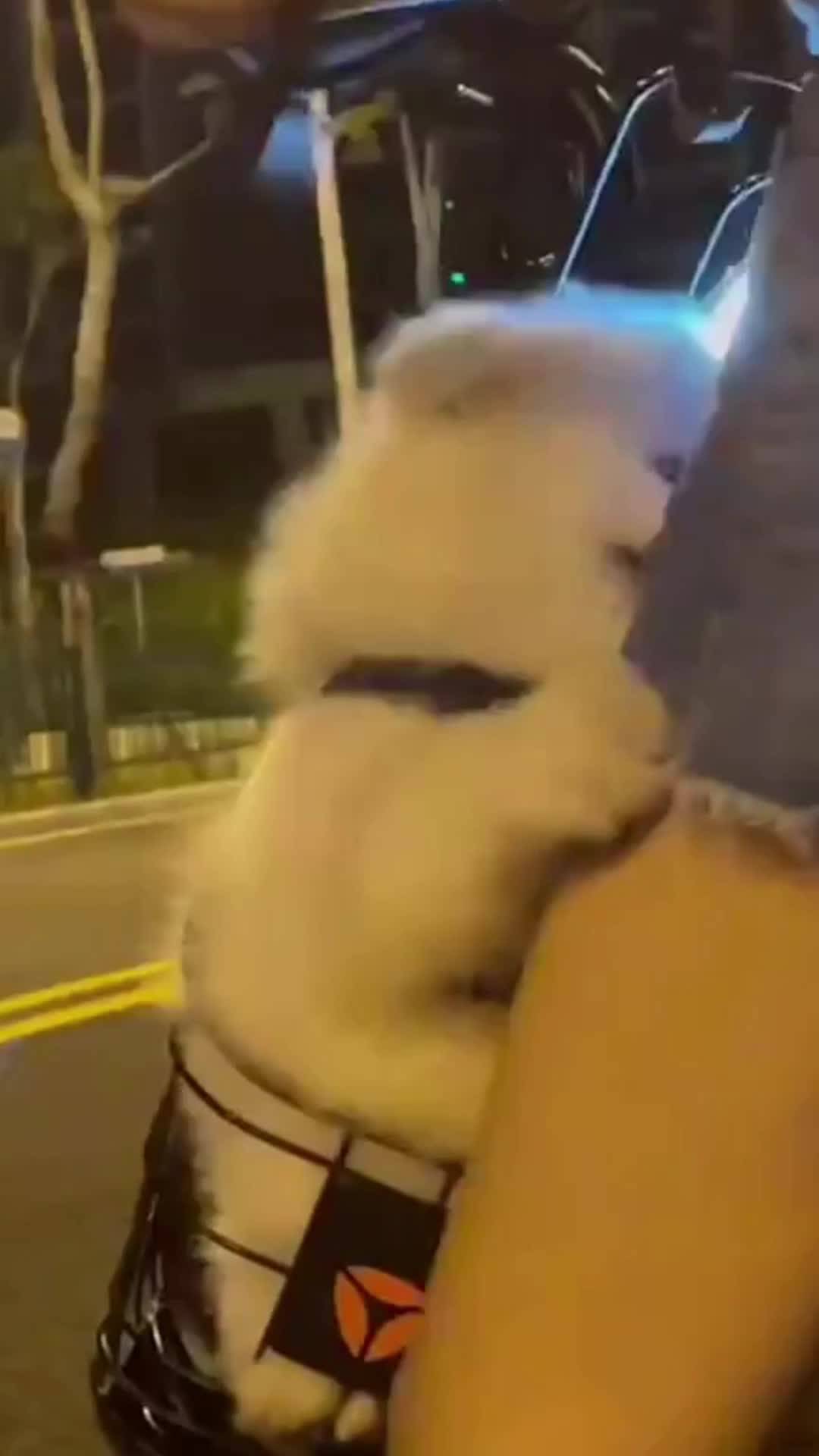 小狗每天都这么可爱,这可抵挡不住