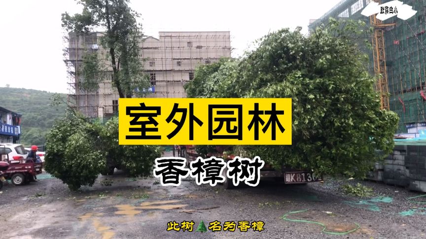 室外园林香樟树进场了,景观树栽种开始#园林绿化#景观#工程人