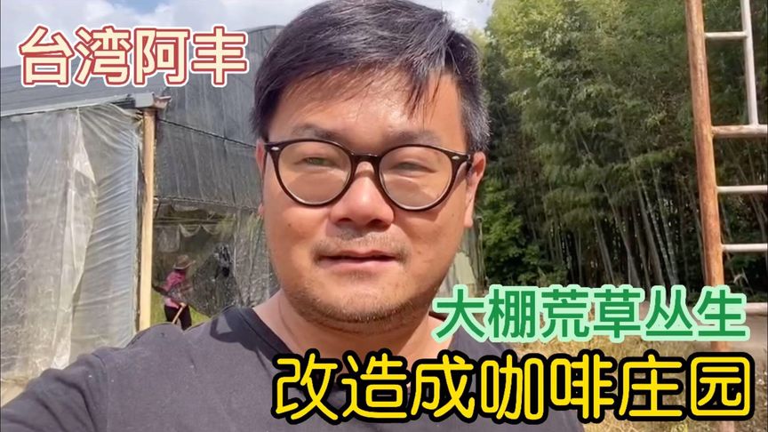 茶农种咖啡的花絮,跨产业的种植,专业是台式乌龙茶。