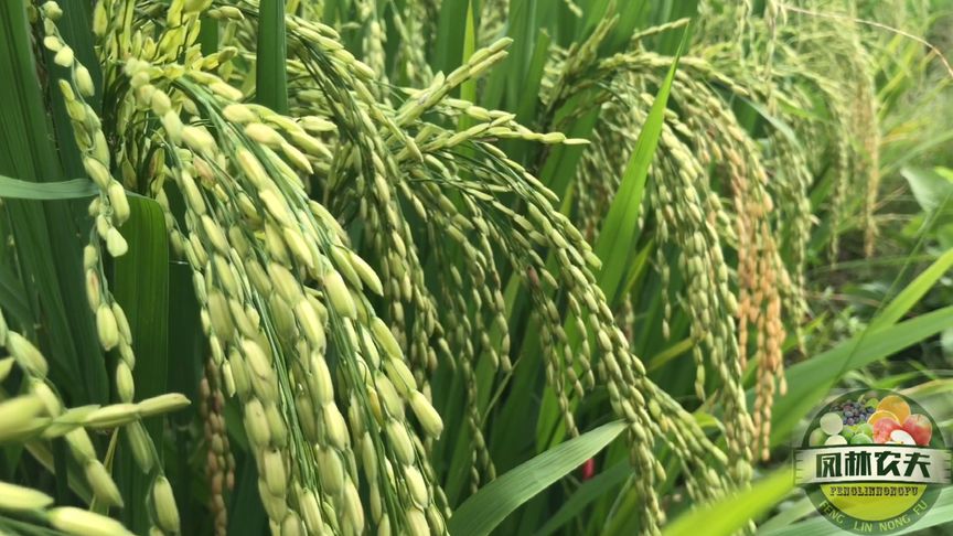 水稻最后一道施肥了,即将就开始丰收了!你知道水稻是怎么成熟呢