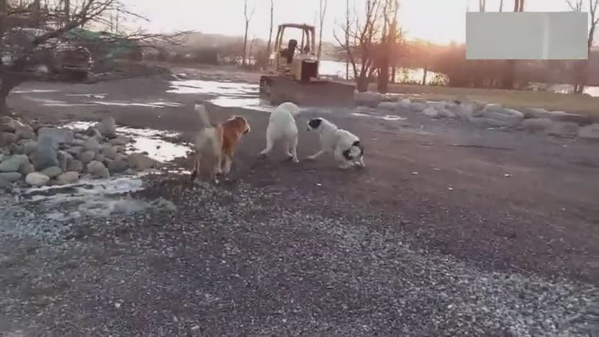 中亚牧羊犬,一言不合就大打出手!