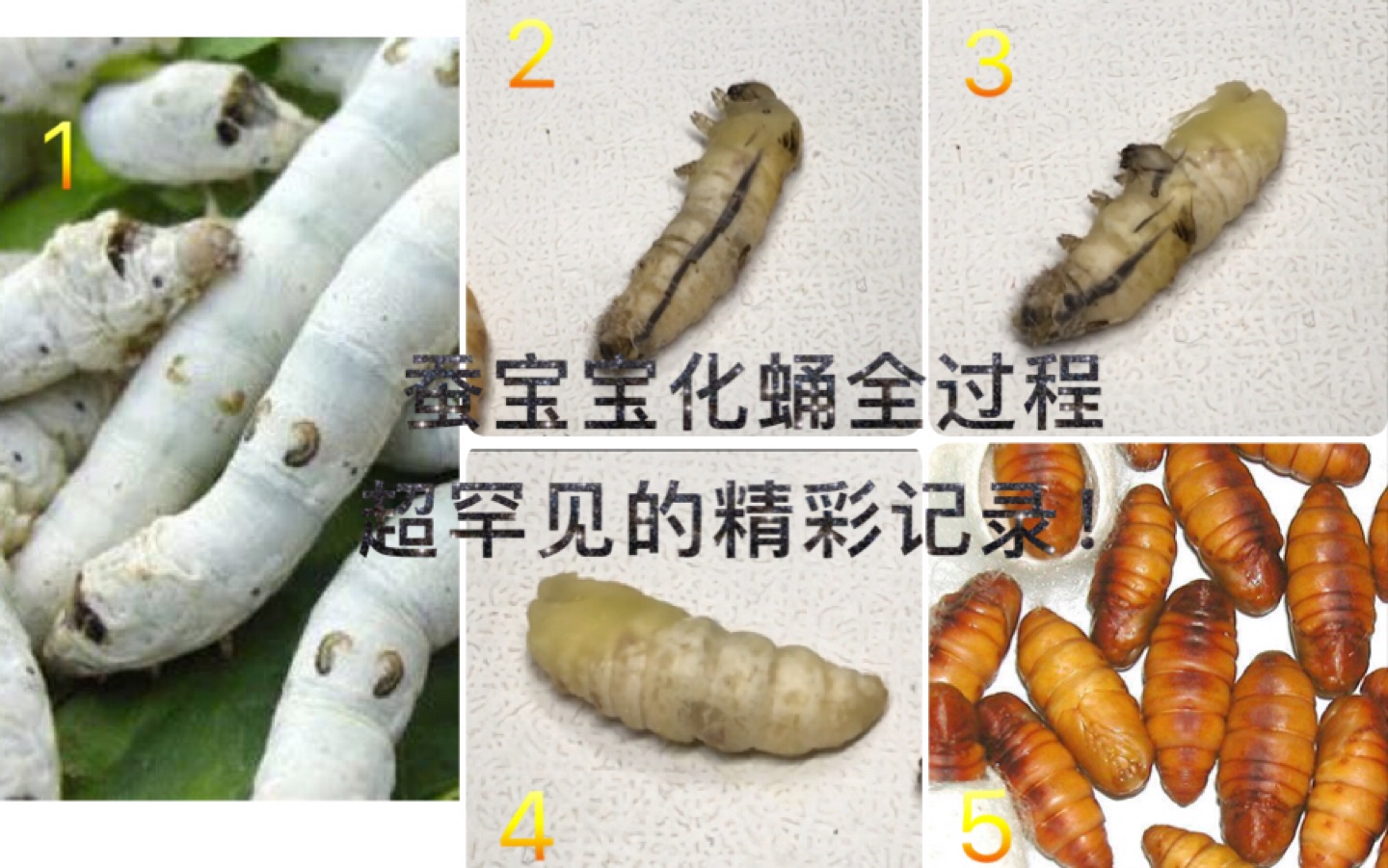 一只蚕宝宝是如何变成一个圆形的蛹的?1分30秒告诉你答案!太神奇了!