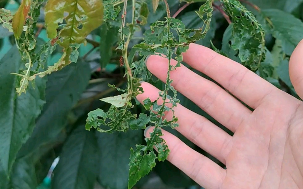 樱桃树、月季花叶片有虫眼,但是找不到虫子怎么办