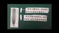 根尖的结构