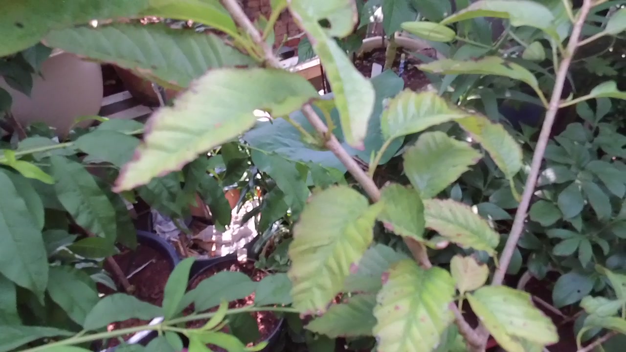 种植日本樱花那点事
