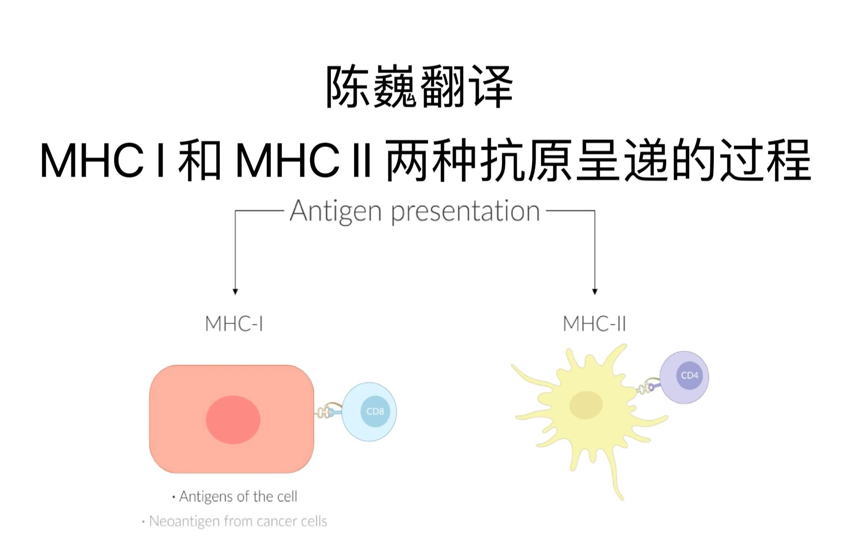 【陈巍翻译】MHC I 和 MHC II 两种抗原呈递的过程