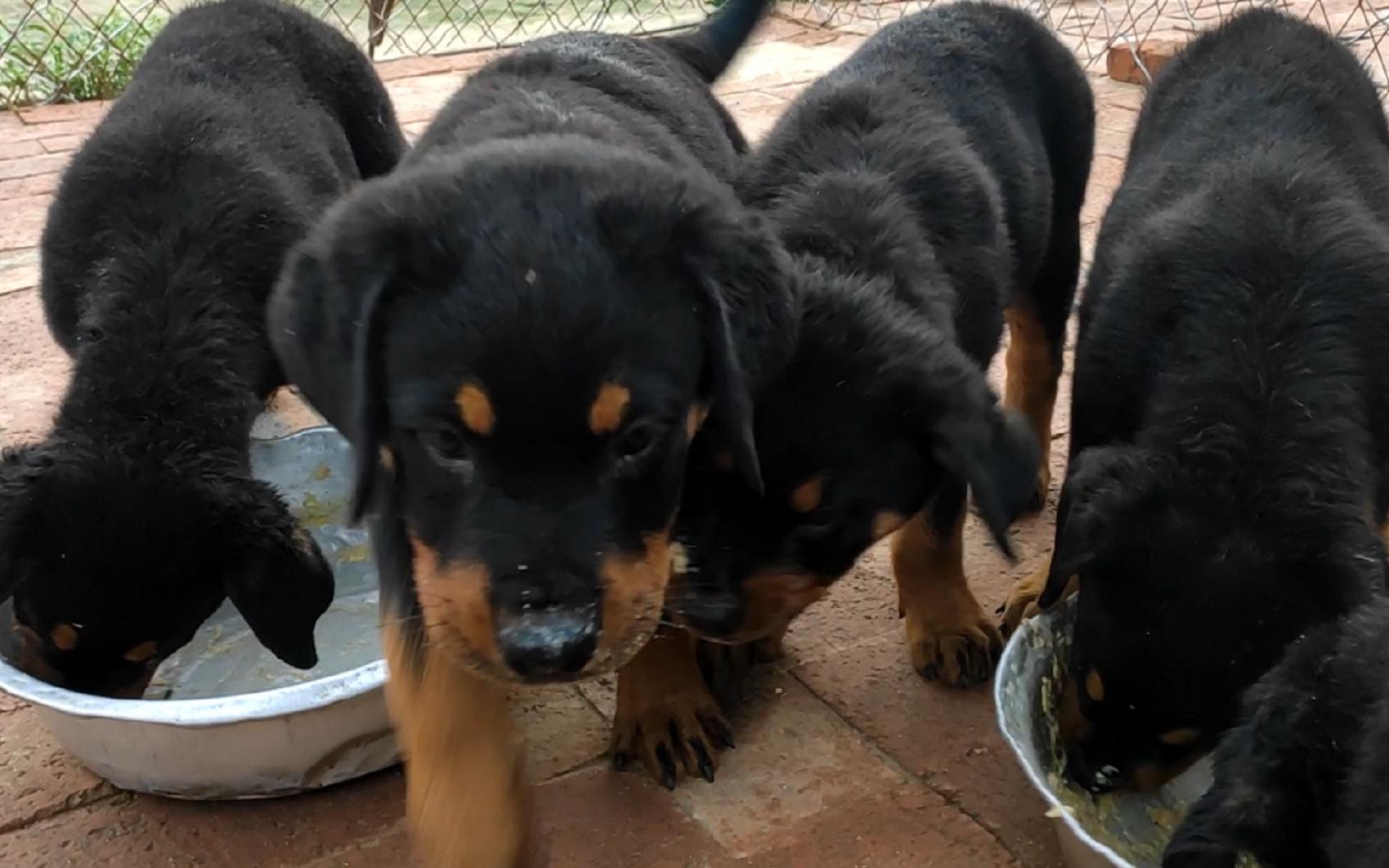 狼毛青吃鸡架一口一个,卡斯罗要数着吃鸡架,恶霸犬和罗威纳吃食太猛了