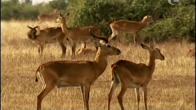 动物中的同性性行为(生肉)