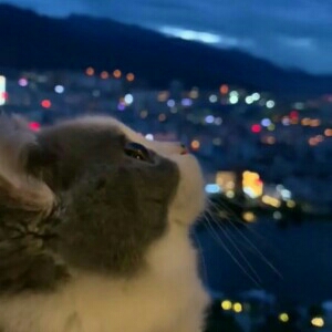 希望永存MC 
