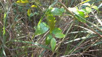 菜鸟认植物100 断肠草:毒草之首,神农氏因它而死?