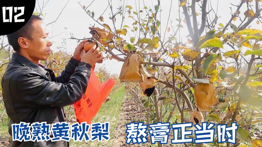 用农村老法子熬梨膏,给孩子经常吃一点,滋滋润润入冬天