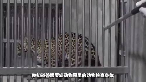给老虎做根管治疗,钻开牙根管才发现,情况远比想象更严重!