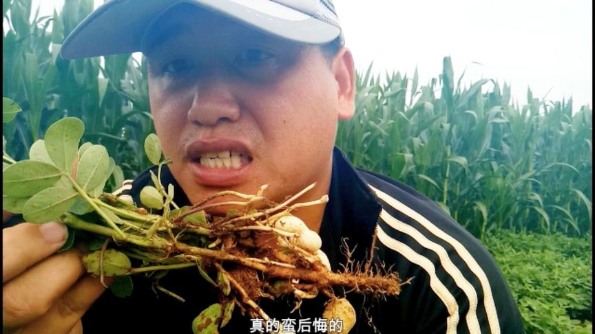 花生种植关键期 只因少做1件事 每亩减产几十斤