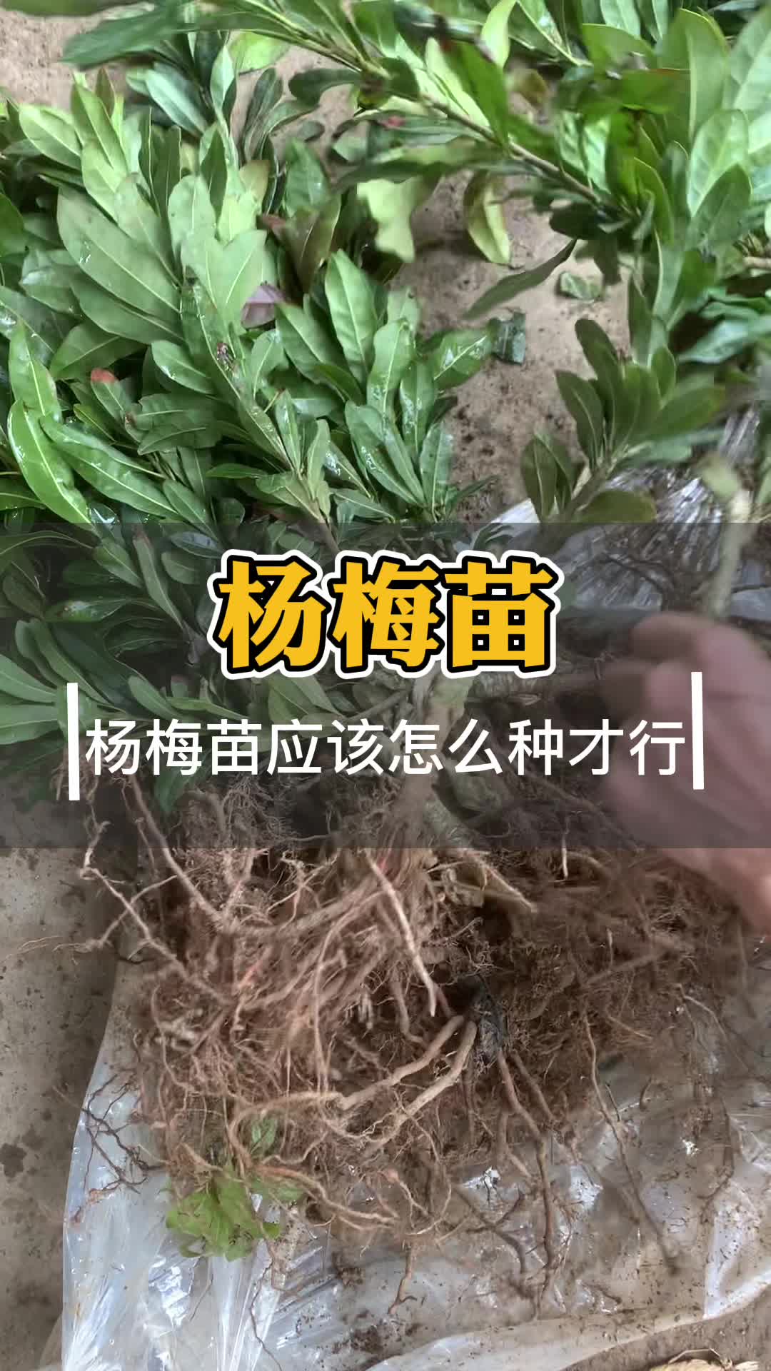 杨梅树苗怎么种成活率更好 浙江新山苗场
